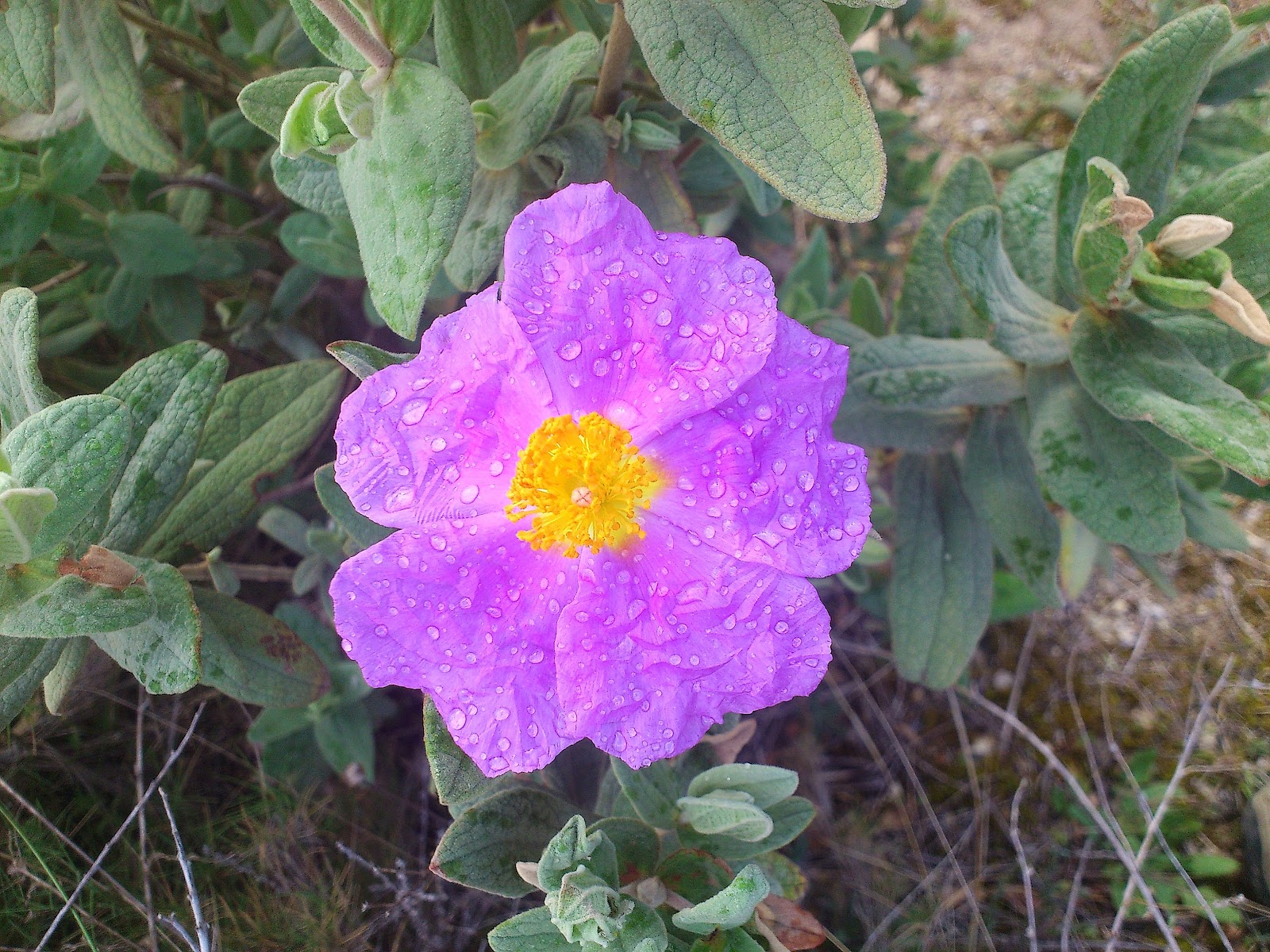 ↟ El Saúco ↟: abril 2012