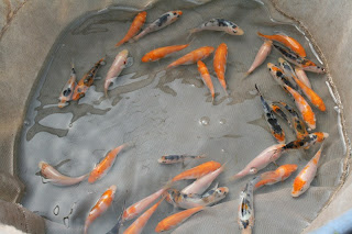 Holmeswood Koi: Fry Cull No2