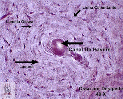 Histologia Geral UFPE: Tecido Ósseo