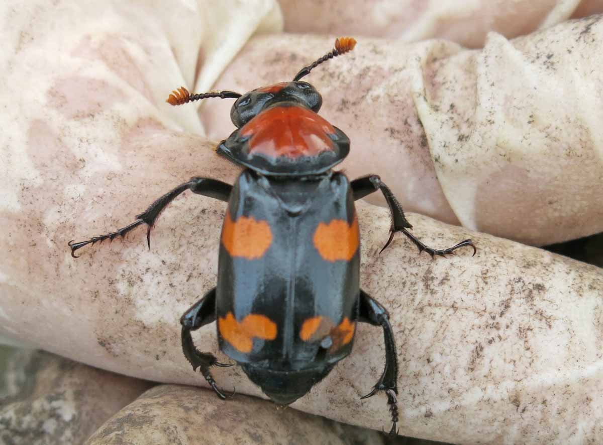 Springfield Plateau: Burying the Beetles- II