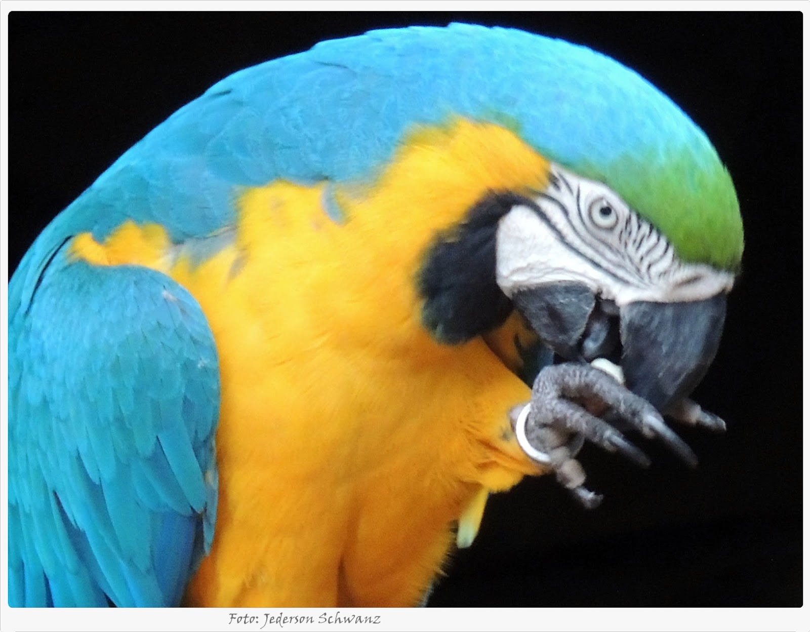 Arara-canindé *** Ara ararauna (Linnaeus, 1758) _Blue-and-yellow Macaw_