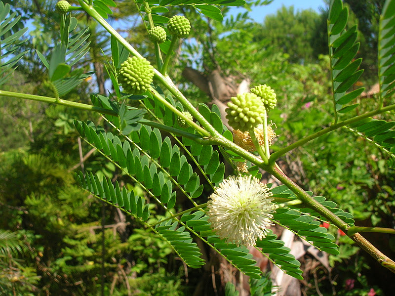 Recregarden: LEUCAENA LEUCOCEPHALA
