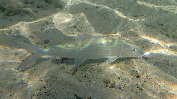 Fish Identification: Bonefish (Albula vulpes)