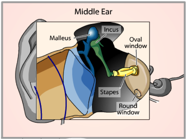 Audio, Image and Video Processing: Week 4: Hearing