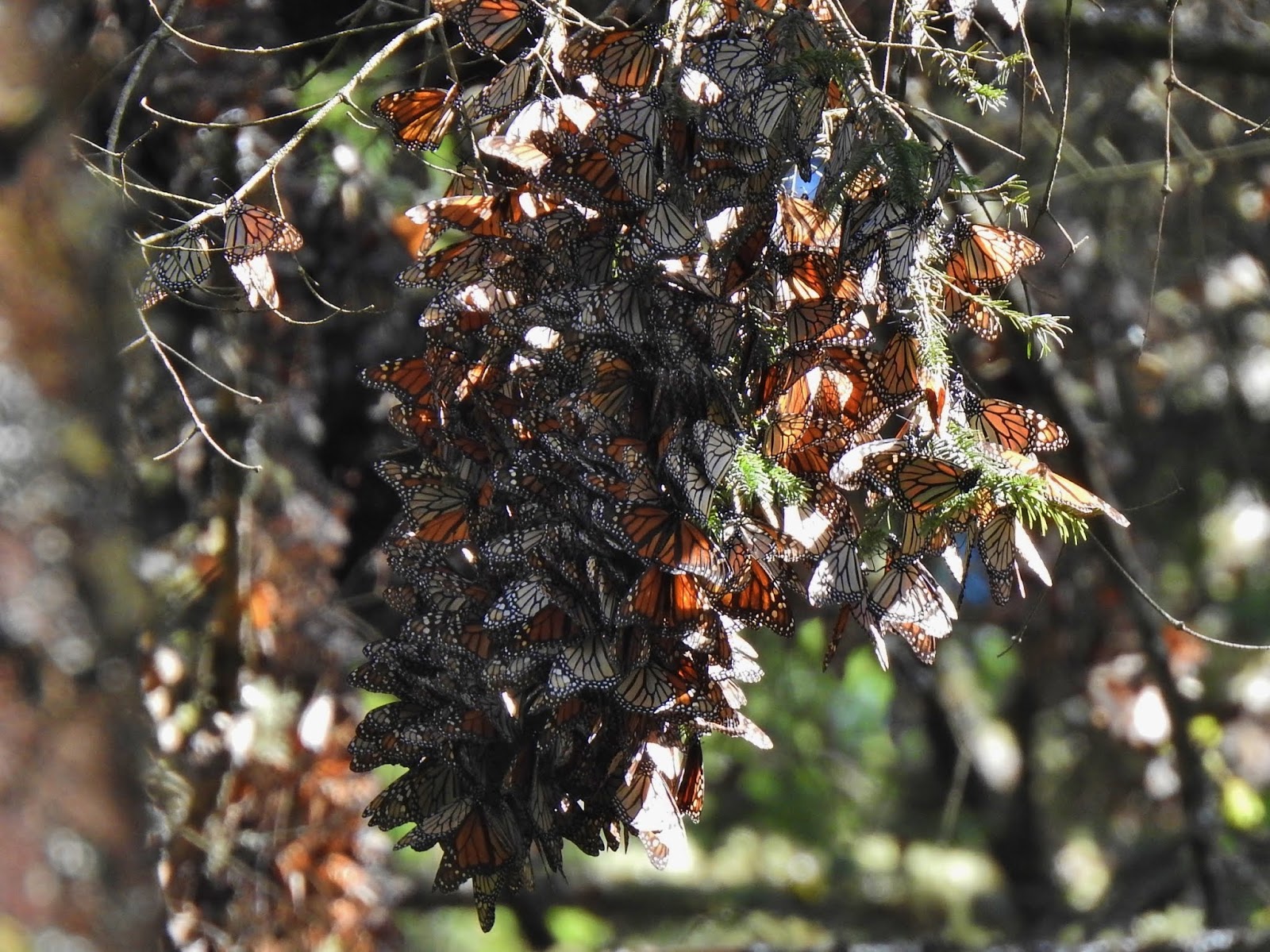 Travel with Kevin and Ruth: Our 5th visit to see the monarch ...