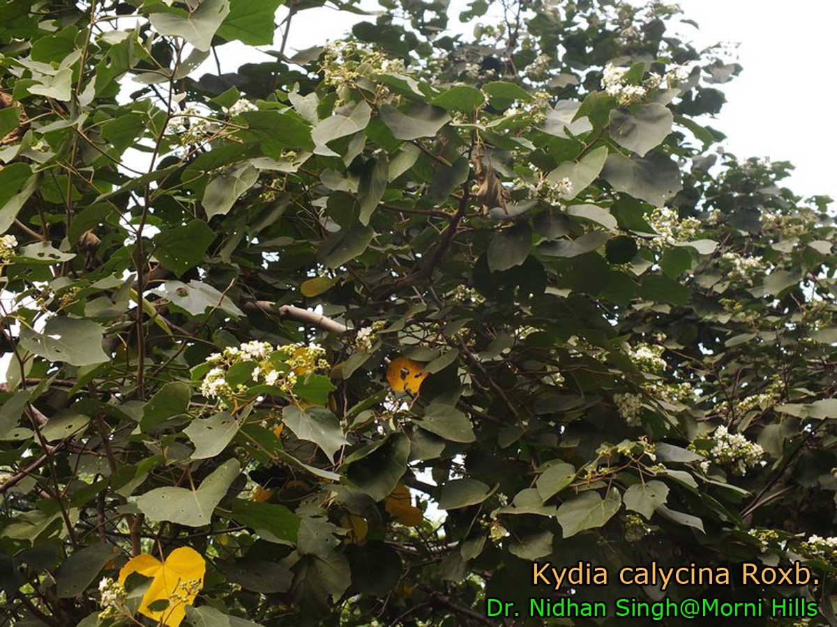 Medicinal Plants: Kydia calycina, pulia, pola, warang, Motihirwani