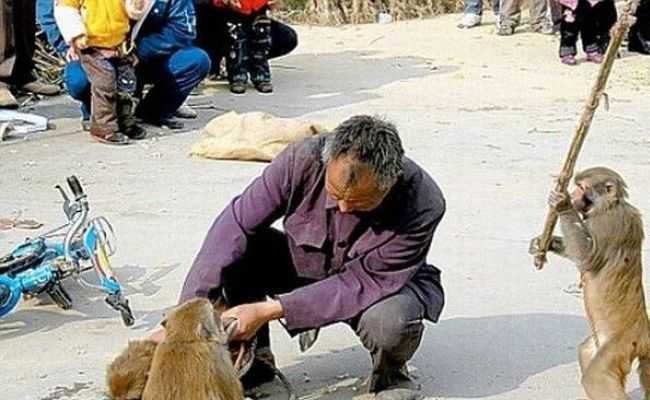 Hilarious animal attacks Funny pics