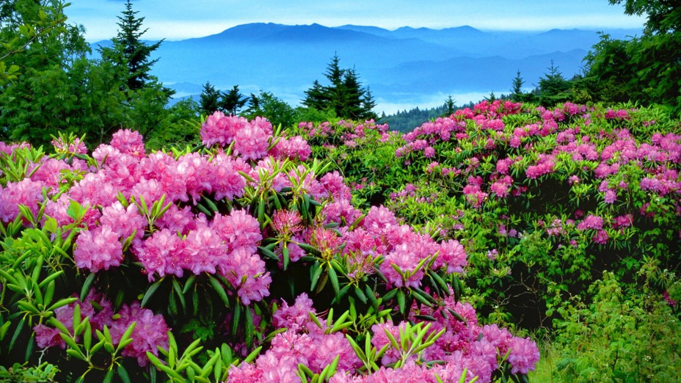 Eco tourism : Rhodo Dendron through the valley of flowers......