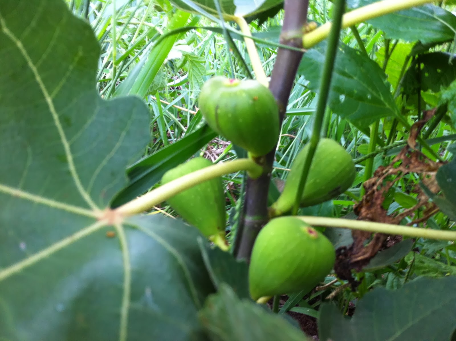 come-se: Compota de figo verde