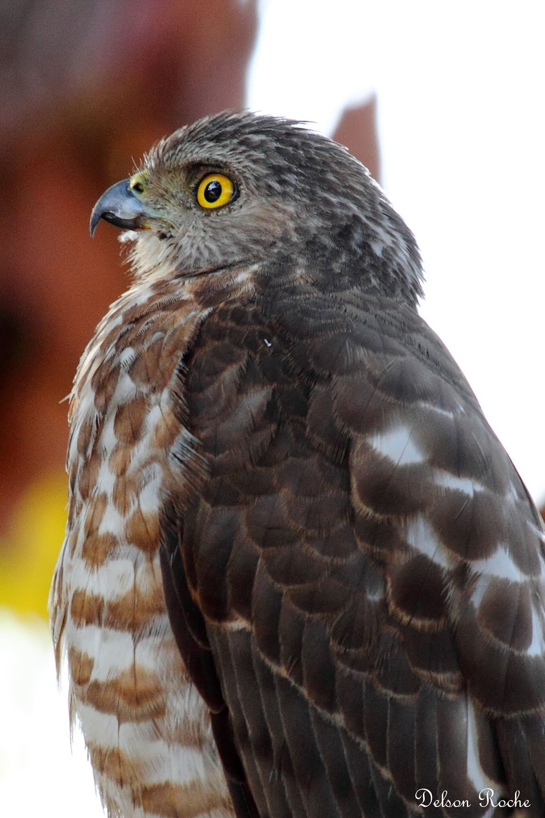 Friendly Animals: Besra Sparrowhawk