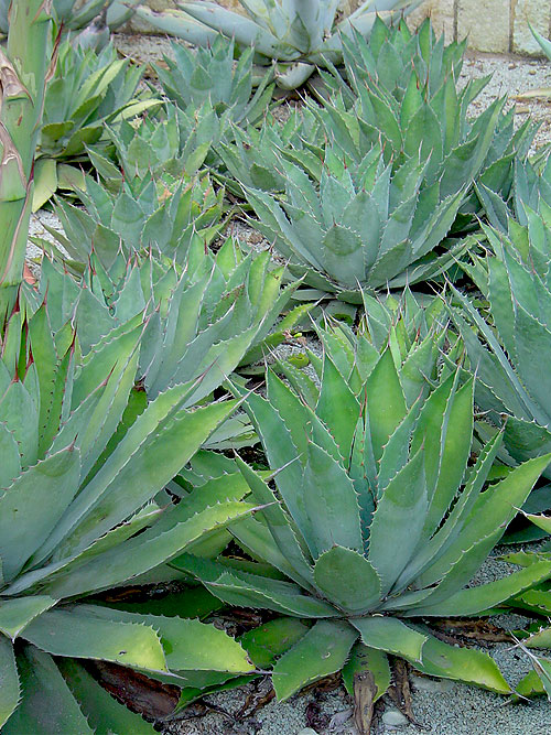 bensozia: Oaxaca Botanical Garden