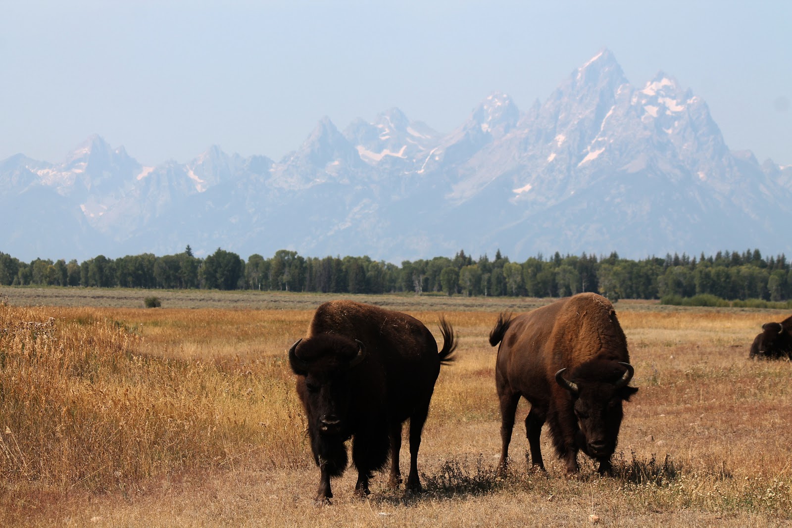 mitcheci photos: Wyoming: Bison on the way to Yellowstone