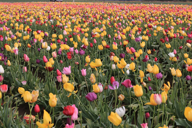 Delights of the Heart: Adventure to the Tulip Fields