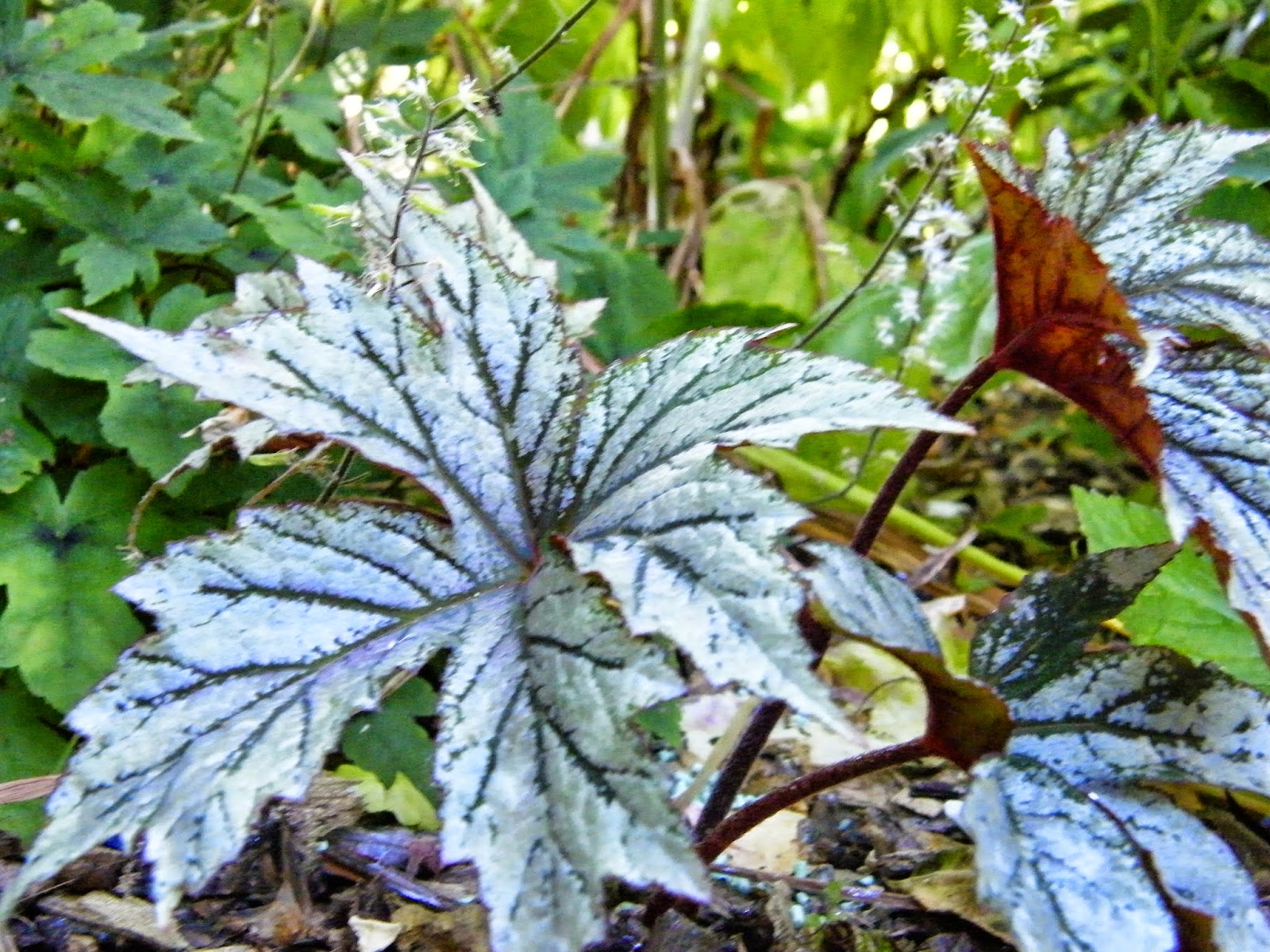Au gré du jardin: "Silver Splendor" est un bégonia qui ne craint pas le ...