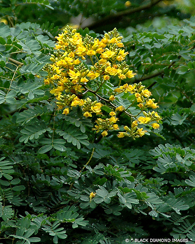 Jucá - Caesalpinia ferrea
