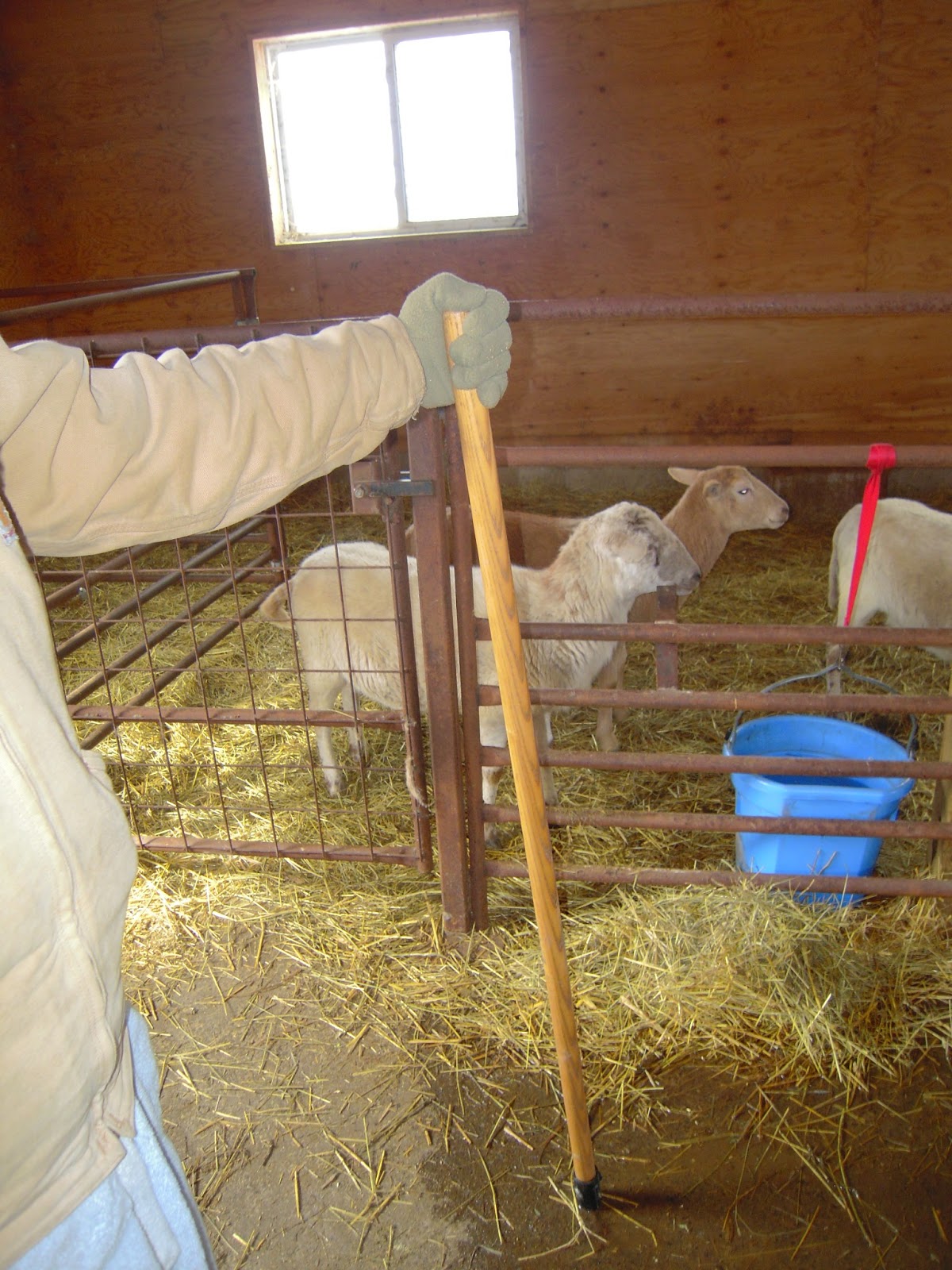 A Shepherdess's Journal to Sheep Farming: A Shepherdess's Best Tool