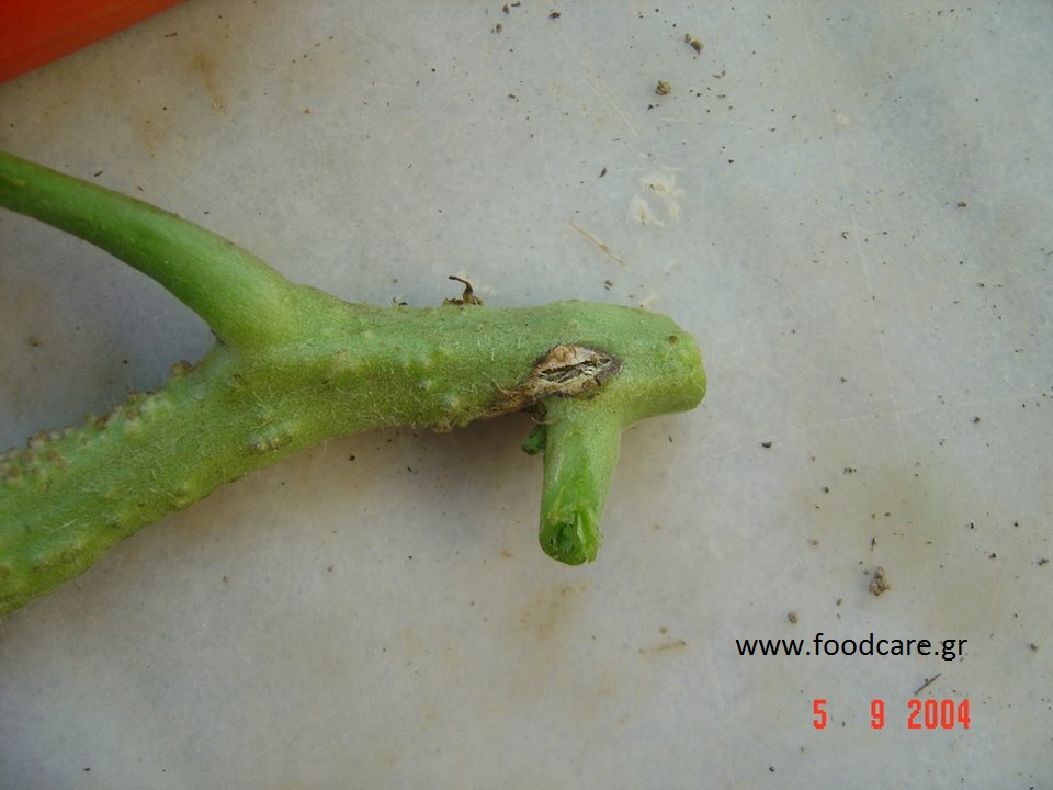 Biokipos: Τομάτα-Βακτήριο Καραντίνας Clavibacter michiganensis