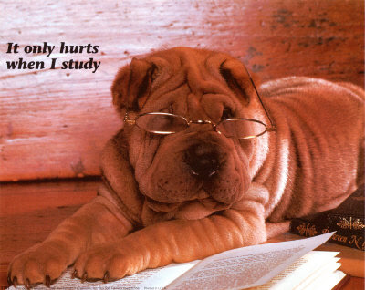 Funny Animals: Funny Shar Pei, Shar Pei