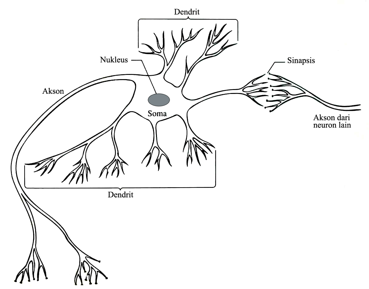 BiologIndonesia: Biologi Fisiologi Manusia - Sistem saraf