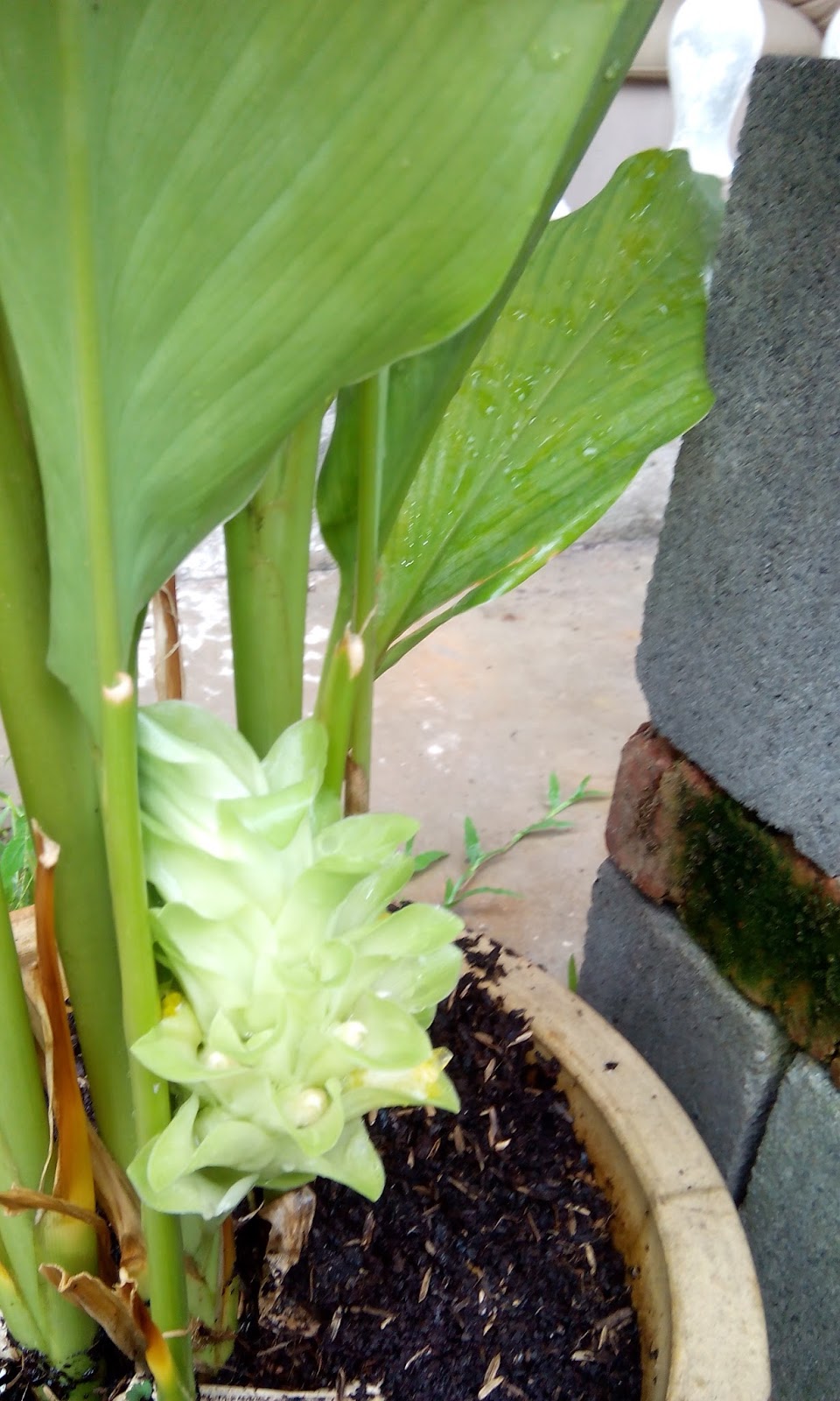 Belajar-Bertanam-tanaman: POKOK KUNYIT BERBUNGA