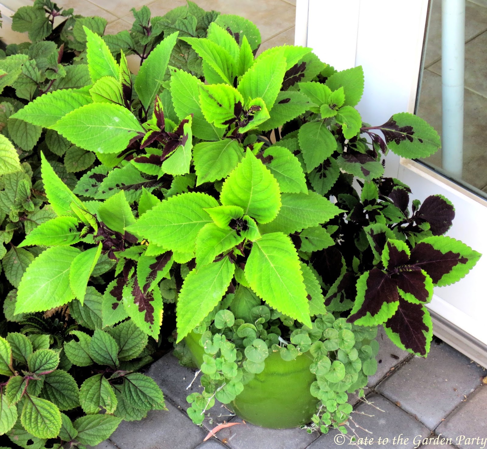 Late to the Garden Party: My favorite plant of the week: Coleus ...