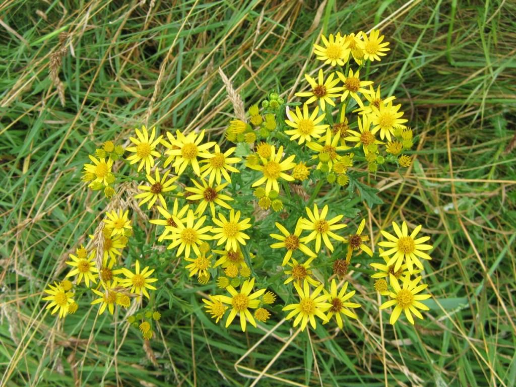 Filnore Woods Blog Wild Flowers In August filnore-woods-blog-wild-flowers-in-august
