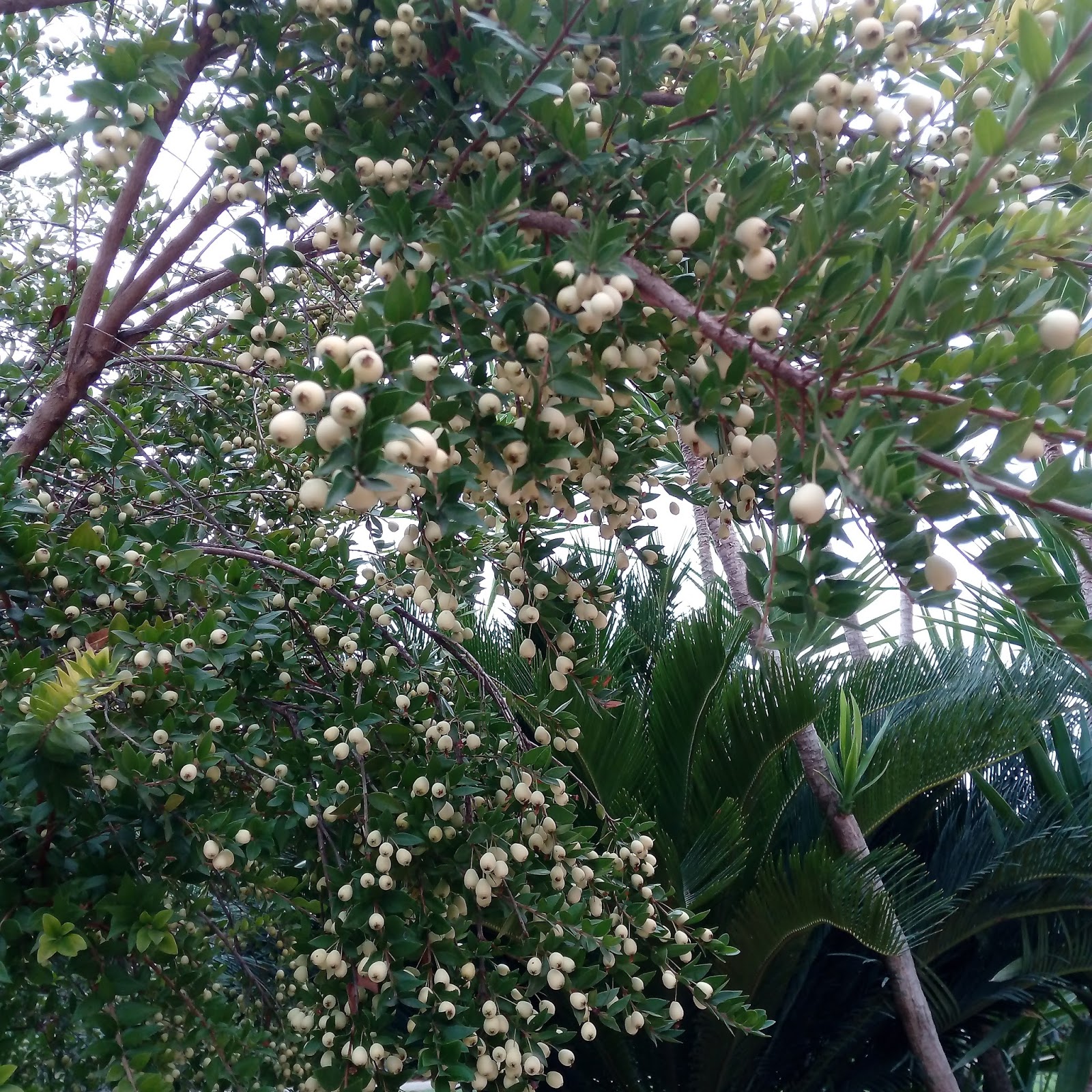SenzaPanna: Il mirto bianco. La ricetta del lunedì.