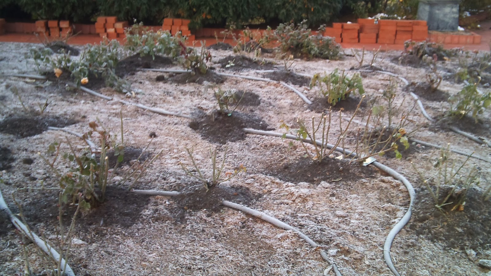 The Minnesota Rose Gardener: Winter-Protecting Roses with Construction ...