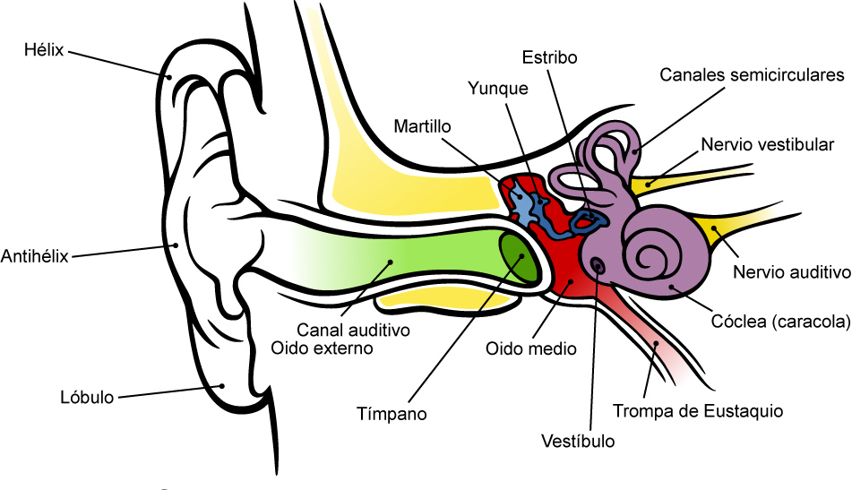el moderno prometeo: Anatomía y Fisiología del Oído