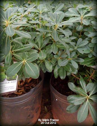 Meu Cantinho Verde: PITÓSPORO - ( Pittosporum tobira )