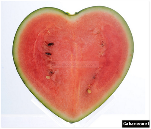 Sebenarnya Buah Ini Adalah Tembikai - Gaban Comel