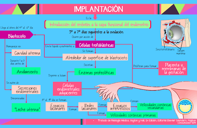 Fisiología básica 2015 Daniel Valdes Angulo grupo 10: implantación