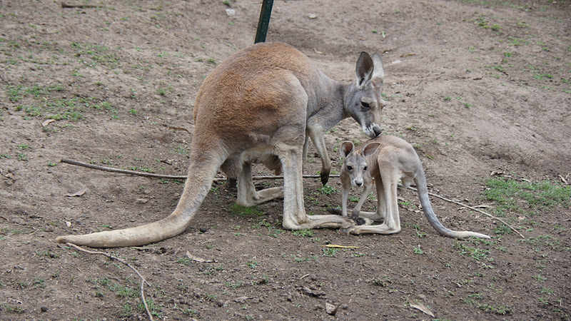 Little Lamb's Kitchen ~.~: 26 Nov 11 – Day 2 (Currumbin Wildlife ...
