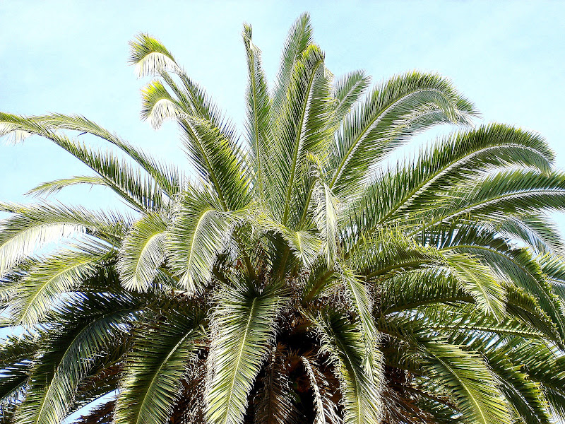 Árboles con alma: Palmera de Canarias (Phoenix canariensis)