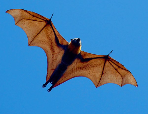The Jungle Store: Beastly Bats