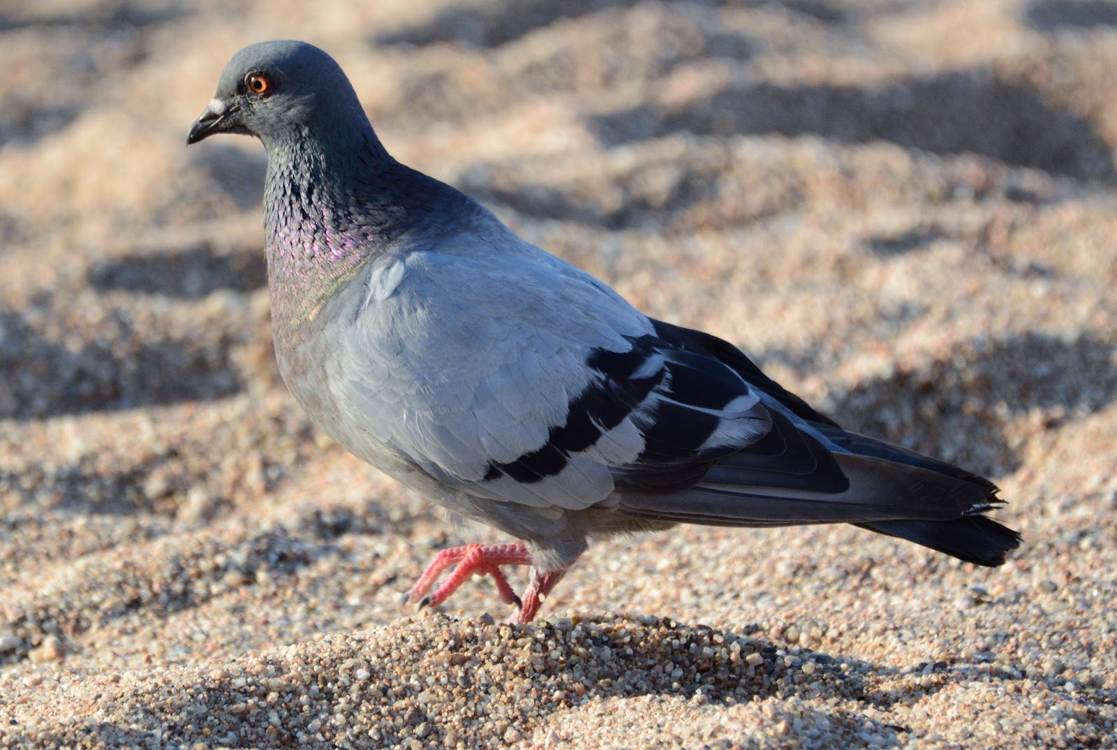 Jaumenatura: Paloma cimarrona
