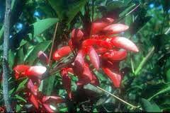 EL MAJESTUOSO RIO PARANA: FLORA DEL DELTA DEL PARANA