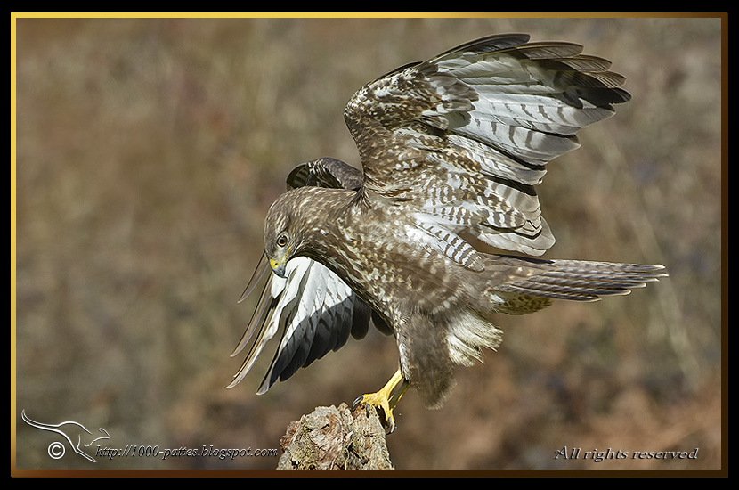 WILDLIFE GATEWAY: Buse variable en vol