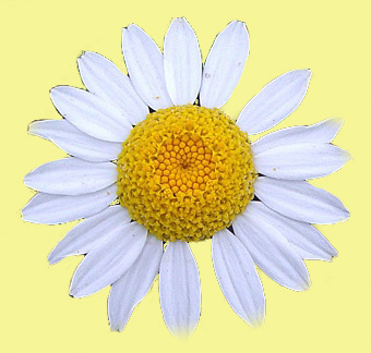 Aceite Esencial de Manzanilla ~ PRODUCTOS NATURALES ILUMINA