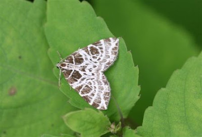 Central and East Lakes Rangers: To Conserve and Protect! The Netted ...