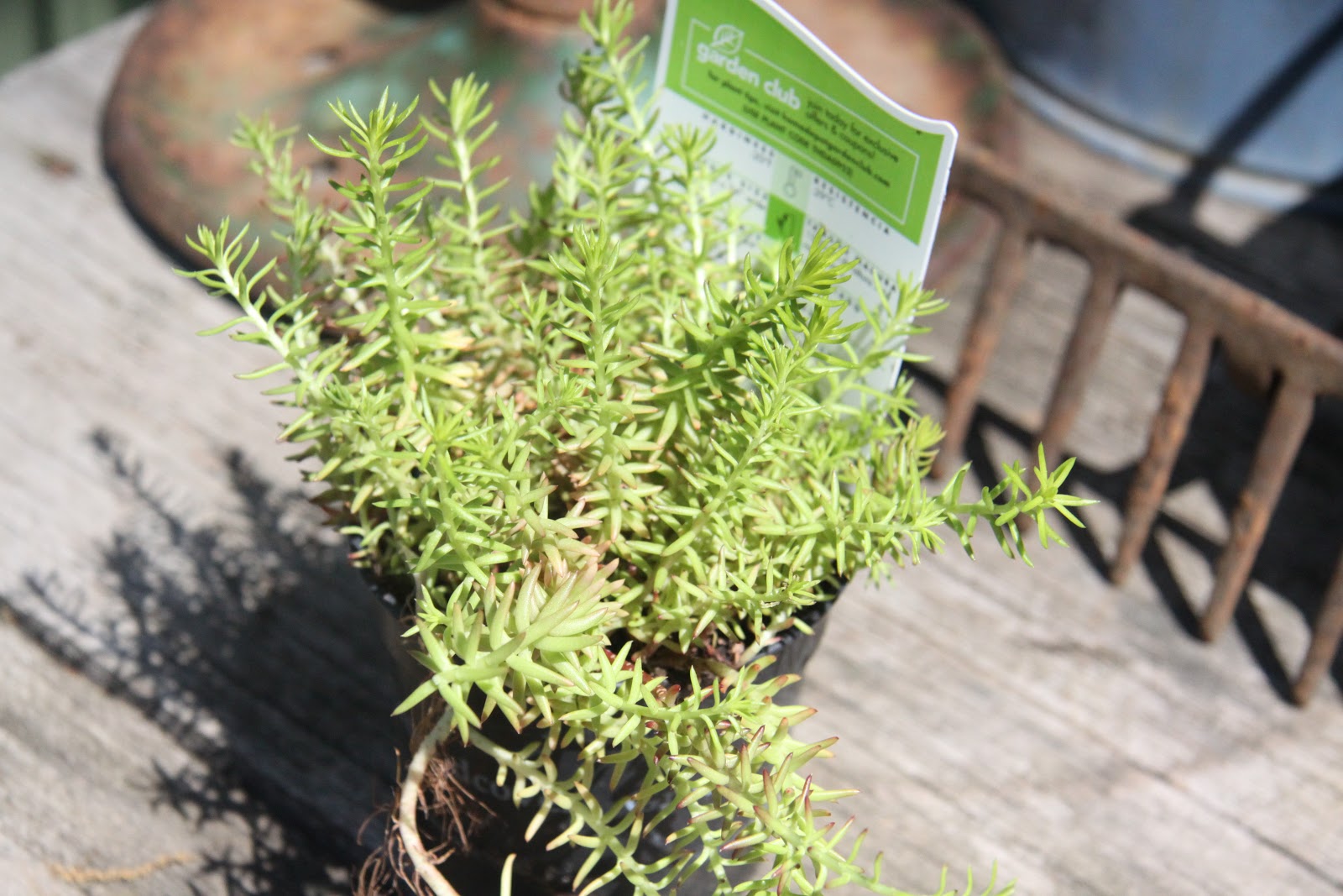 lisa gammel maas: in clover: Suffering and Succulents