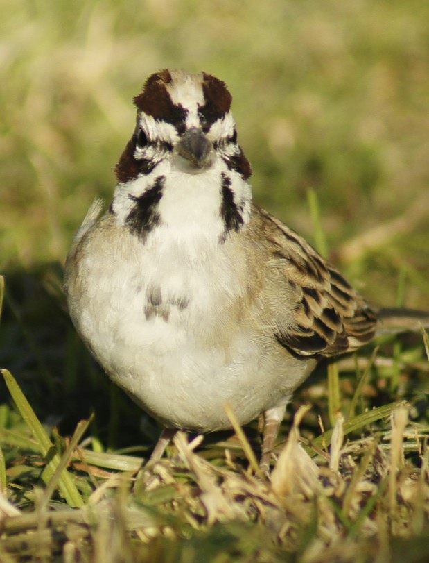 Butler's Birds: Lovely Birds Low to the Ground