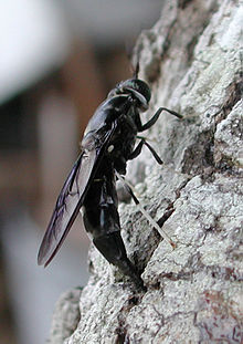 Natural Farming - AGRO-GAWO: Lalat Askar Hitam (Black Soldier Fly ...