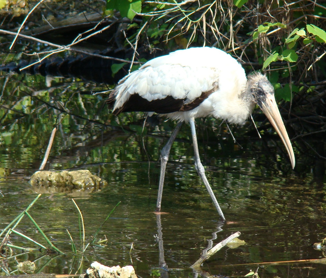 Burly Bird: Florida AVICATION Part II: The Glades...