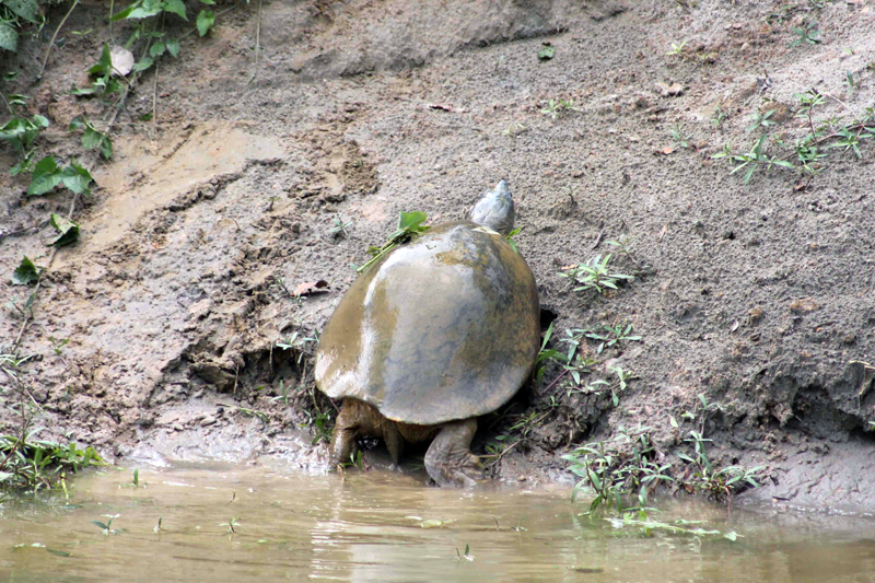 Kampung Kura Jatim (KKJ): TUNTONG LAUT (BATAGUR BORNEOENSIS)