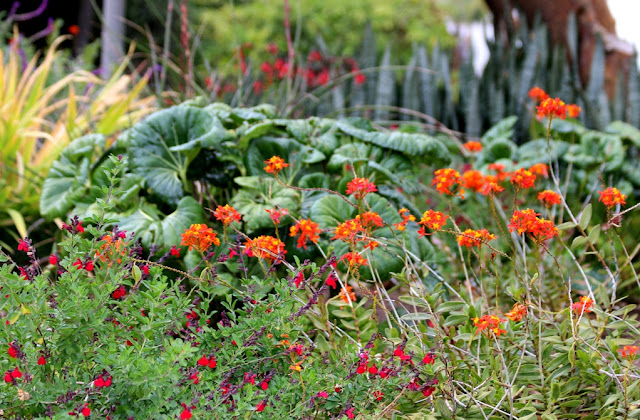 A photo, A thought............: Observation: Flower juxtaposition......