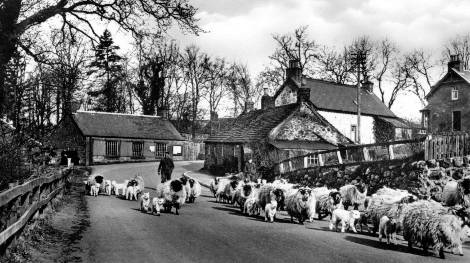 Tour Scotland: Old Photograph Shepherd and Sheep Kingoldrum Scotland