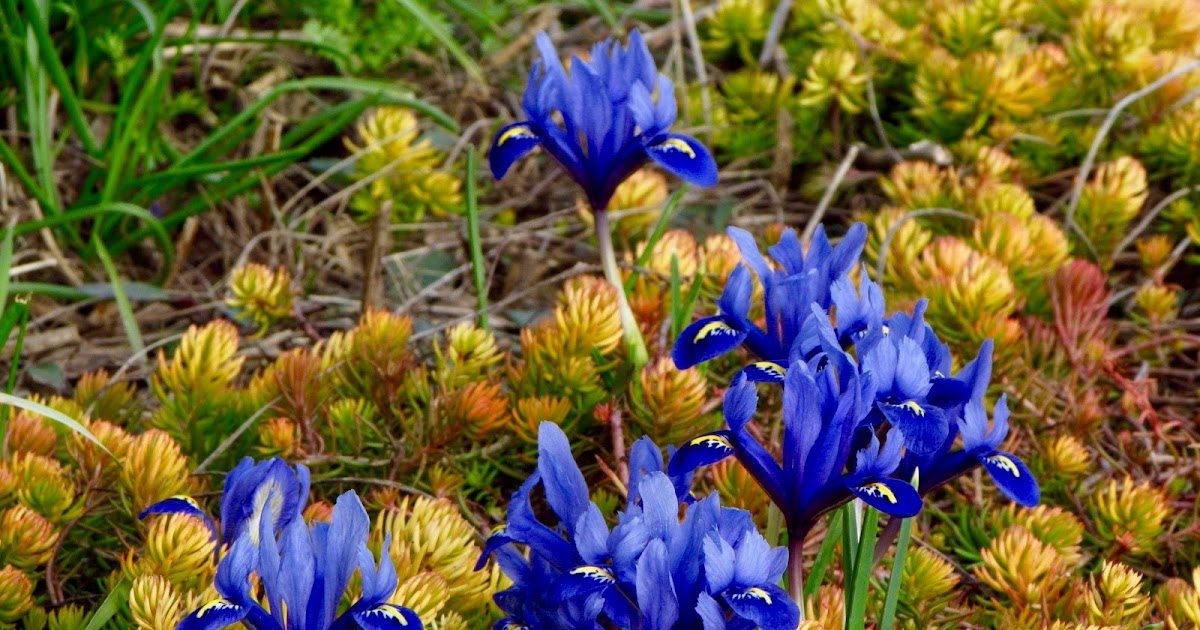 Life In Robin's Nest: Marching into Spring