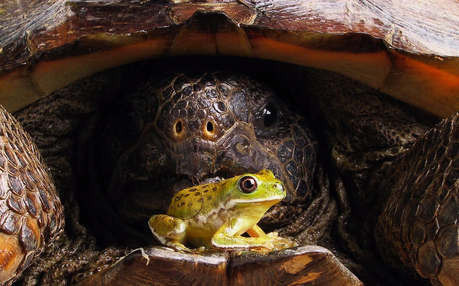 Graafix!: amazing frog hd pictures