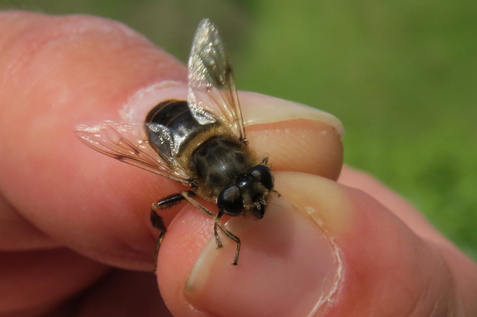 Ragged Robin's Nature Notes: A Bee Talk and Walk led by Steven Falk at ...